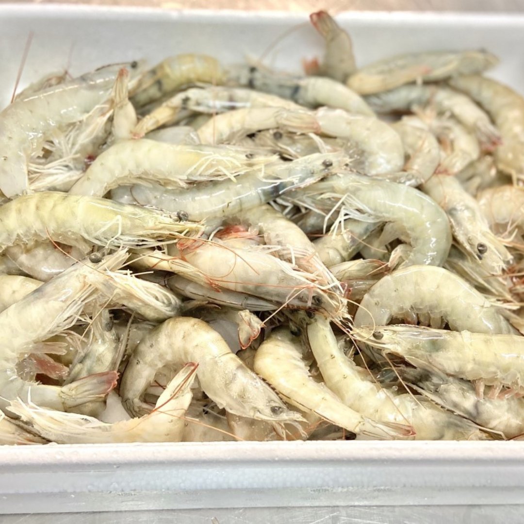 Our Prawns – Jack Hook Seafood
