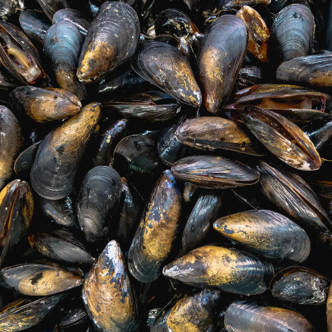 GOLDEN SHELL MUSSELS LIVE – Jack Hook Seafood
